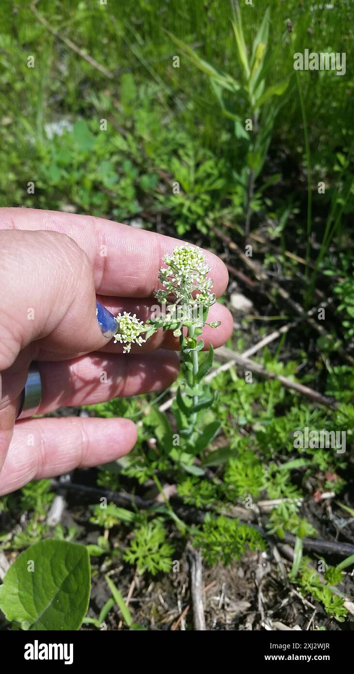 field peppergrass (Lepidium campestre) Plantae Stock Photo - Alamy