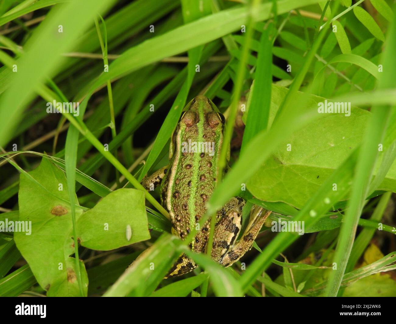 Water Frogs (Pelophylax) Amphibia Stock Photo - Alamy