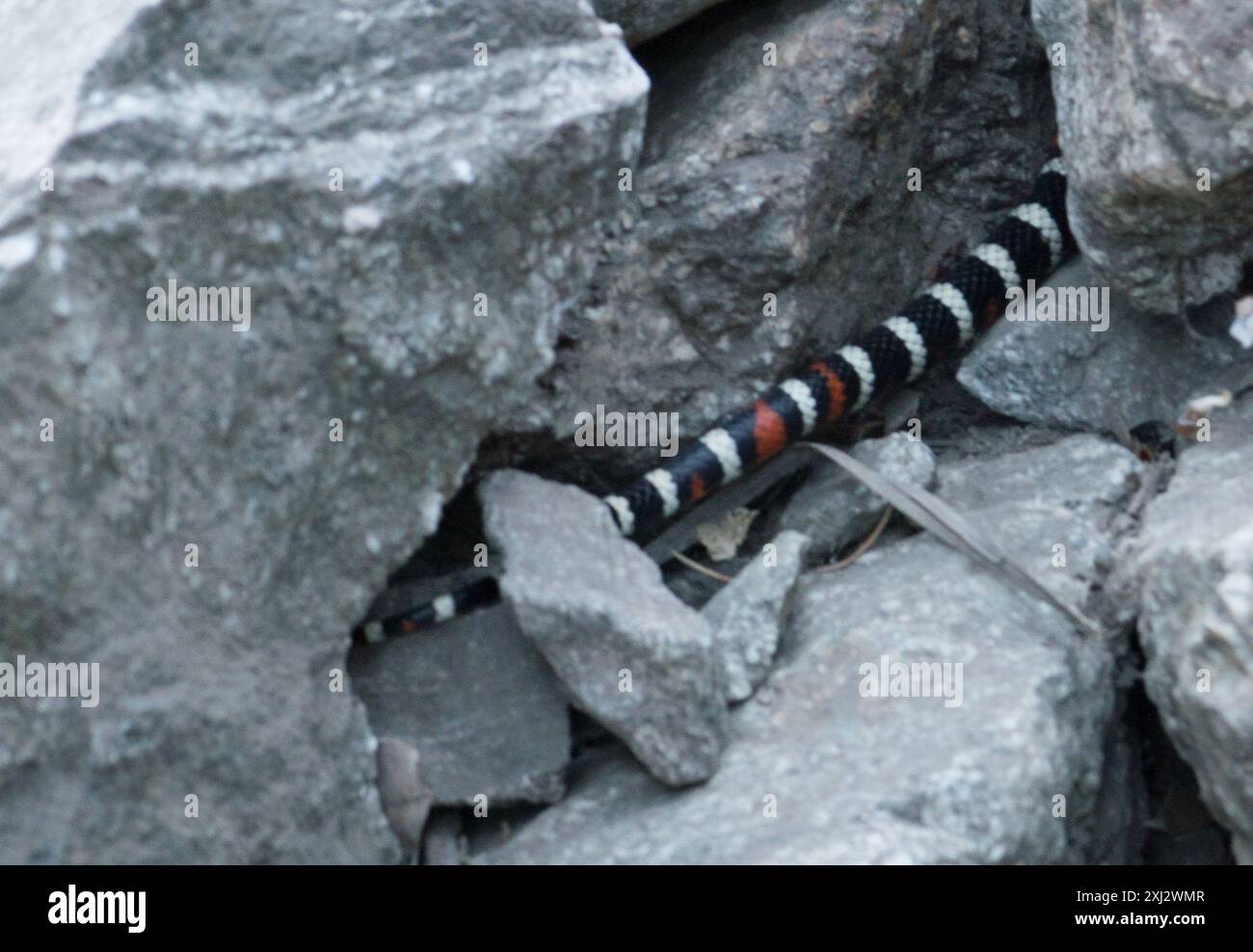 Coast Mountain Kingsnake (Lampropeltis multifasciata) Reptilia Stock ...