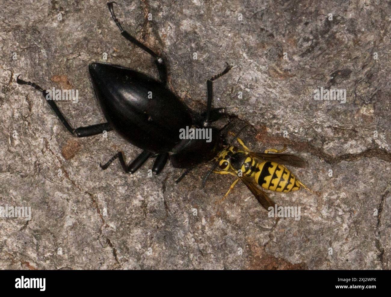 Western Yellowjacket (Vespula pensylvanica) Insecta Stock Photo - Alamy