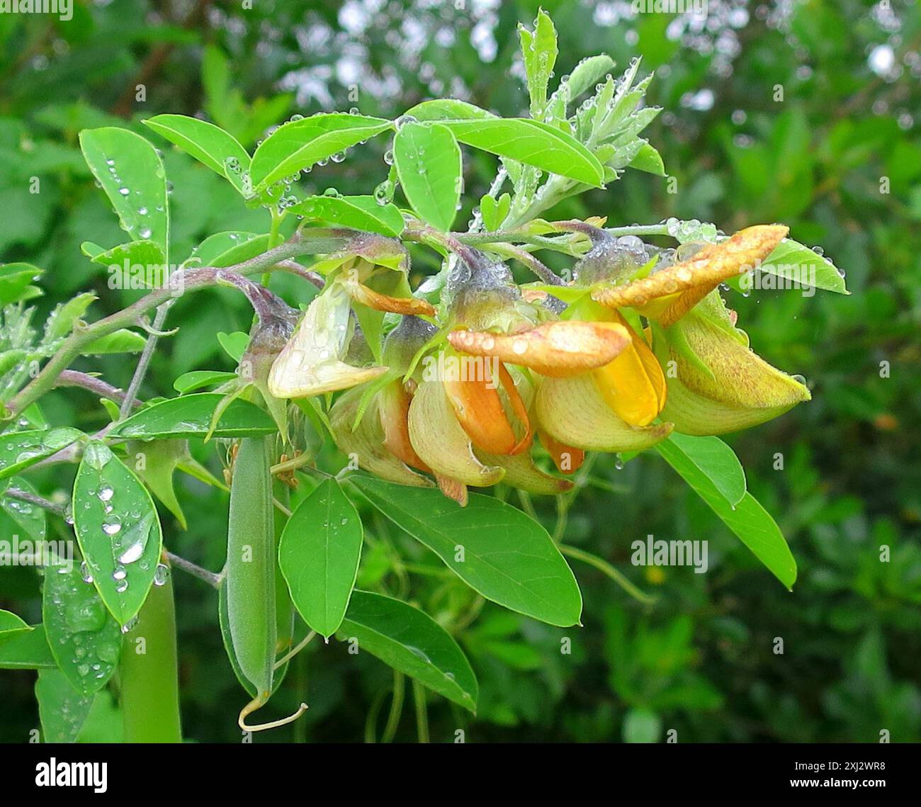 Cape Rattlepod (Crotalaria capensis) Plantae Stock Photo - Alamy