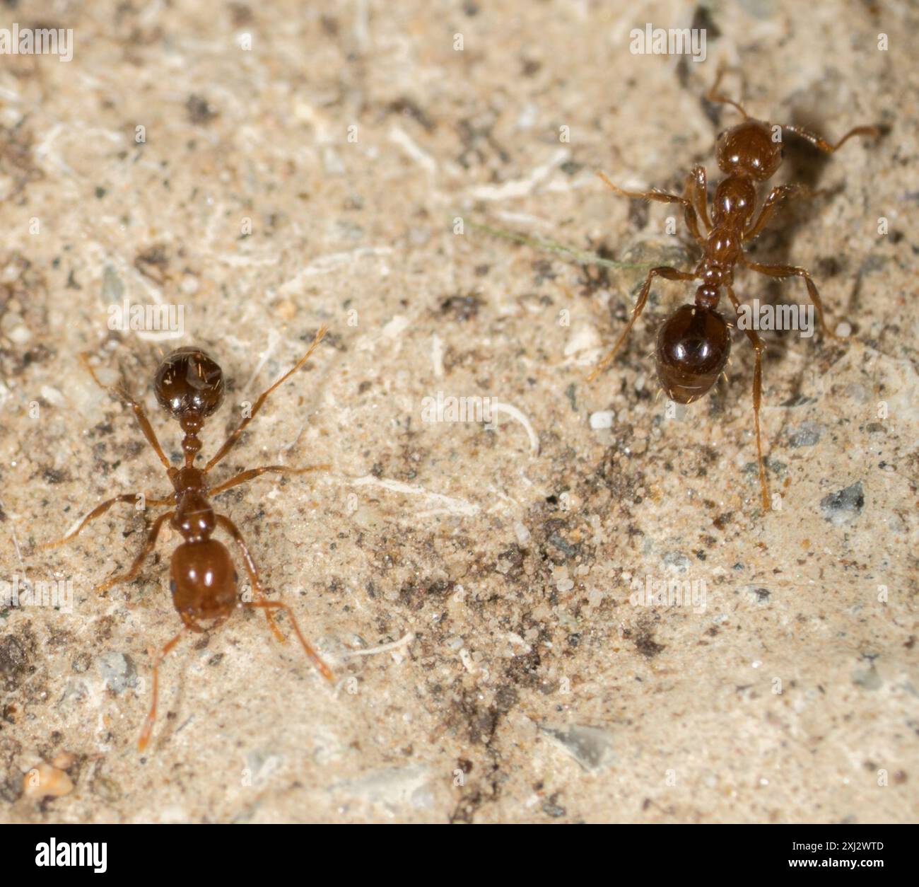 Red Imported Fire Ant (Solenopsis invicta) Insecta Stock Photo - Alamy