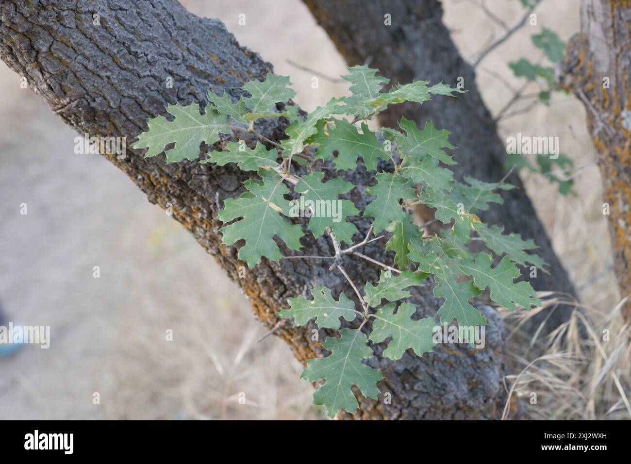 California black oak (Quercus kelloggii) Plantae Stock Photo - Alamy