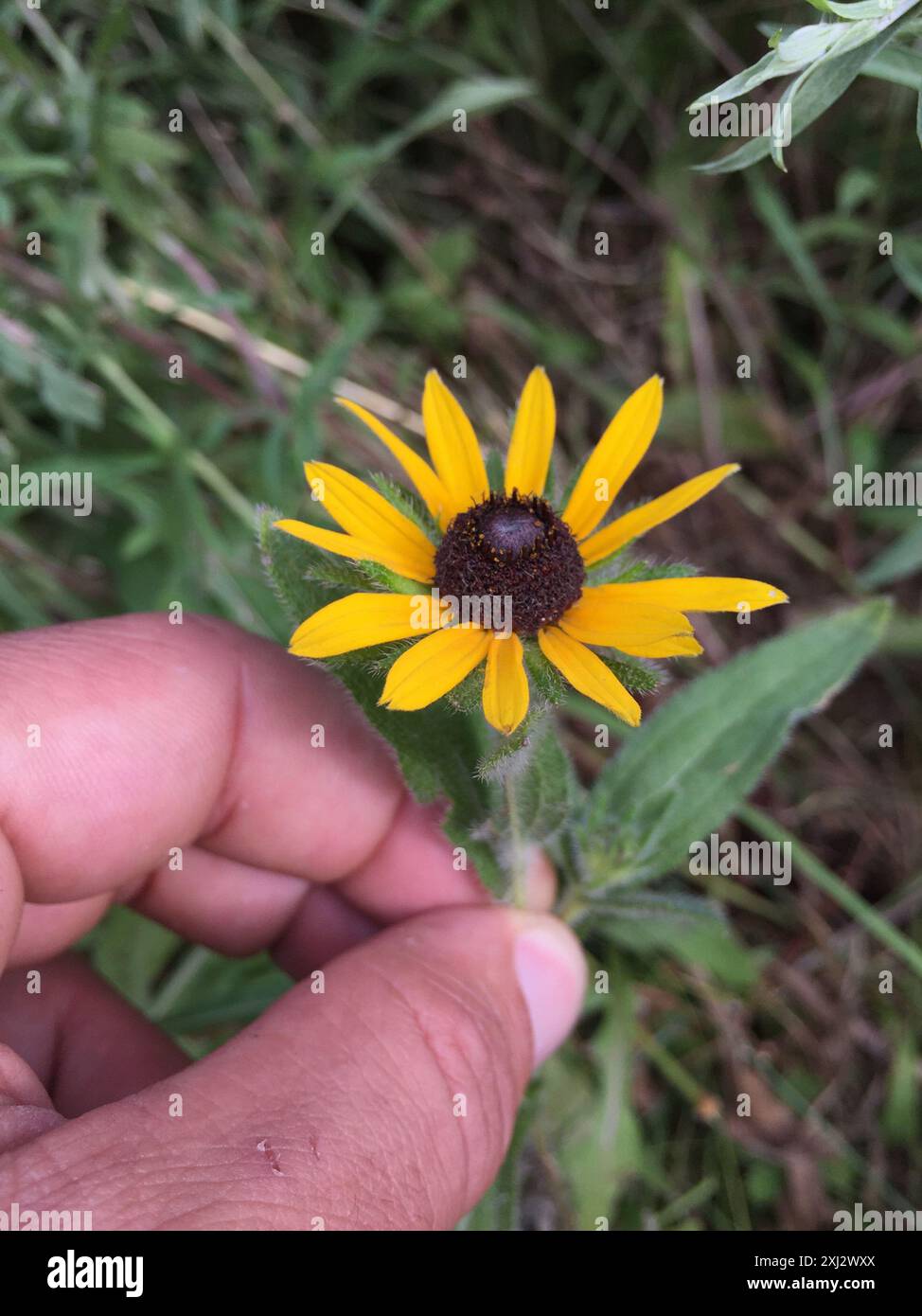 eastern black-eyed susan (Rudbeckia hirta pulcherrima) Plantae Stock ...