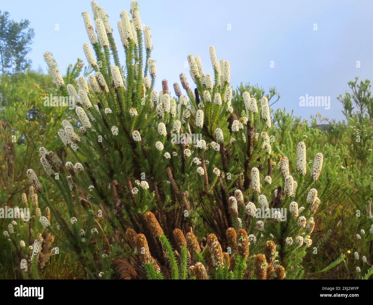 Foxy Slangbos (Stoebe alopecuroides) Plantae Stock Photo - Alamy