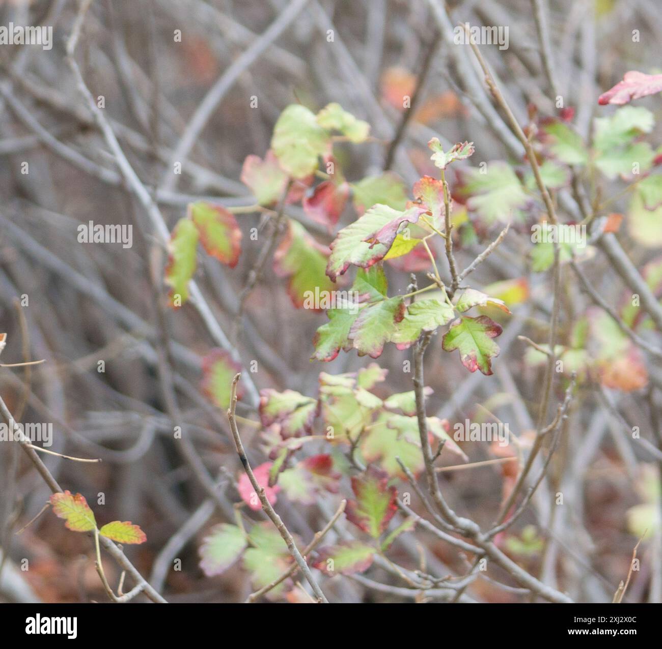 Pacific poison oak (Toxicodendron diversilobum) Plantae Stock Photo - Alamy