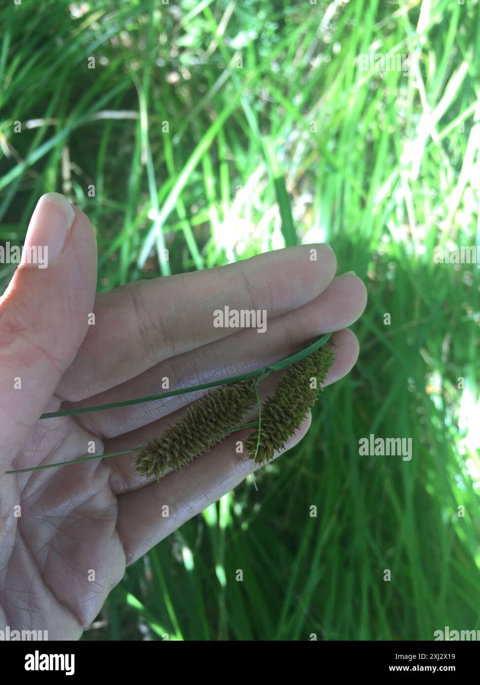 Santa Barbara sedge (Carex barbarae) Plantae Stock Photo - Alamy
