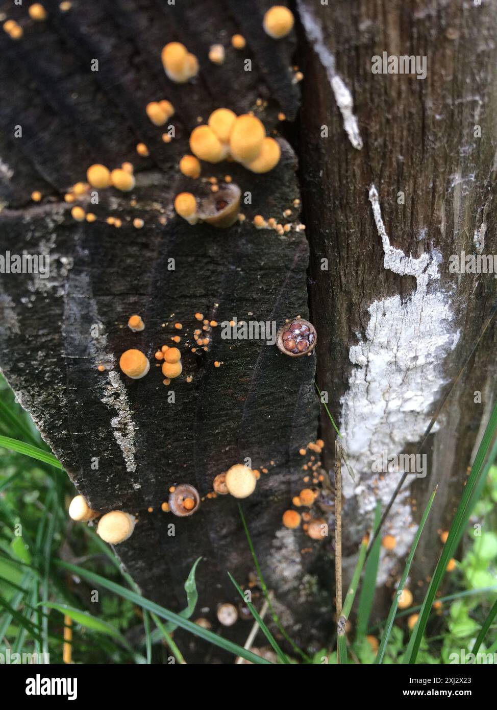 woolly bird's nest fungus (Nidula niveotomentosa) Fungi Stock Photo - Alamy
