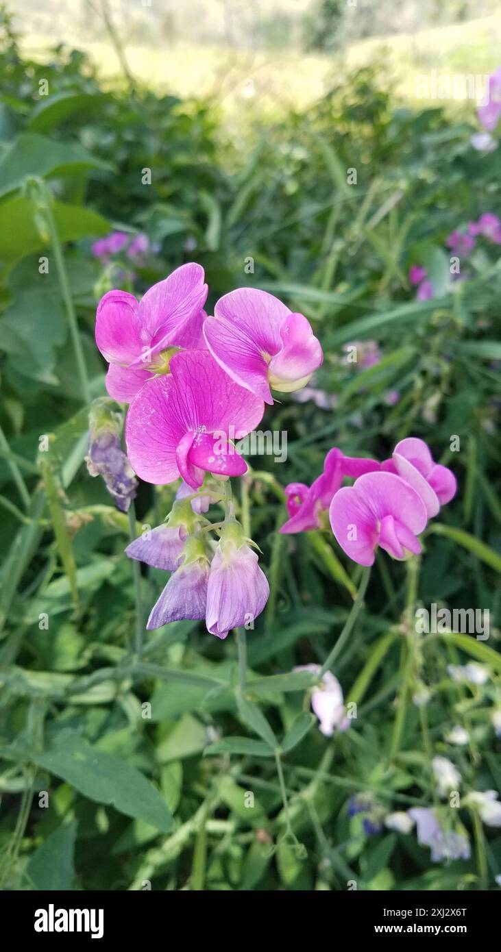 broad-leaved sweet pea (Lathyrus latifolius) Plantae Stock Photo - Alamy