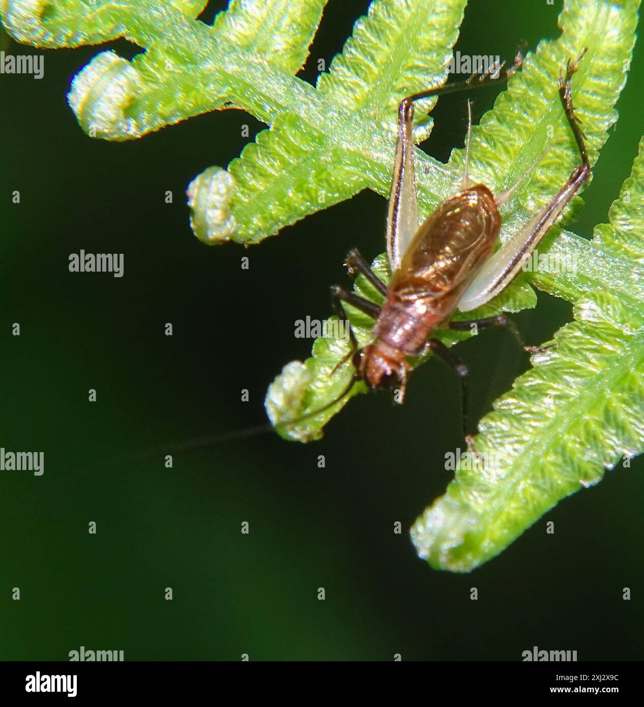 Trigs and Sword-tailed Crickets (Trigonidiinae) Insecta Stock Photo - Alamy
