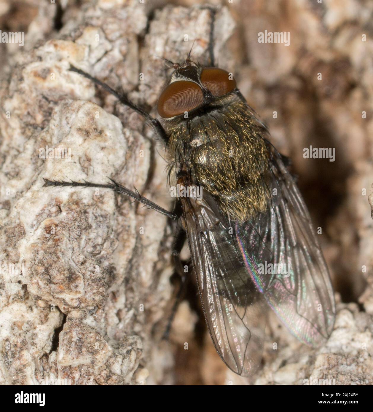 Cluster Flies (Pollenia) Insecta Stock Photo - Alamy