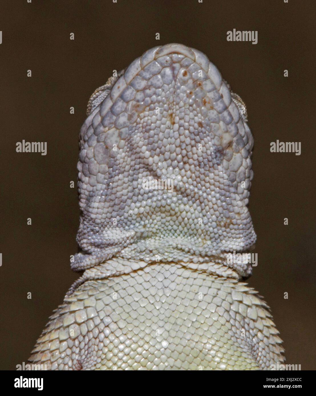 Cophosaurus texanus texanus hi-res stock photography and images - Alamy