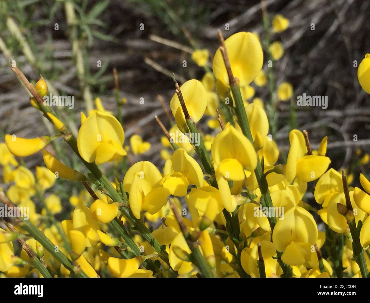 (Cytisus scoparius scoparius) Plantae Stock Photo - Alamy