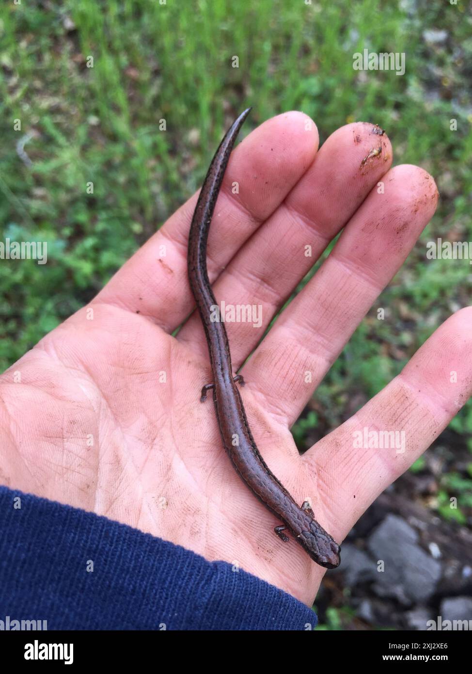 California Slender Salamander (Batrachoseps attenuatus) Amphibia Stock ...