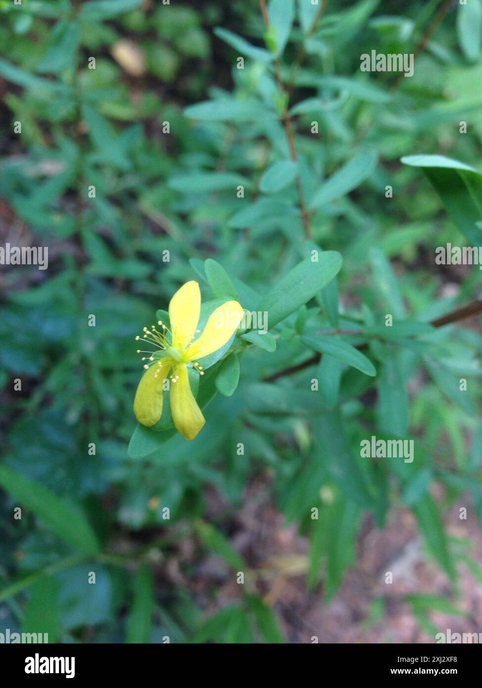 St. Andrew's cross (Hypericum hypericoides) Plantae Stock Photo - Alamy