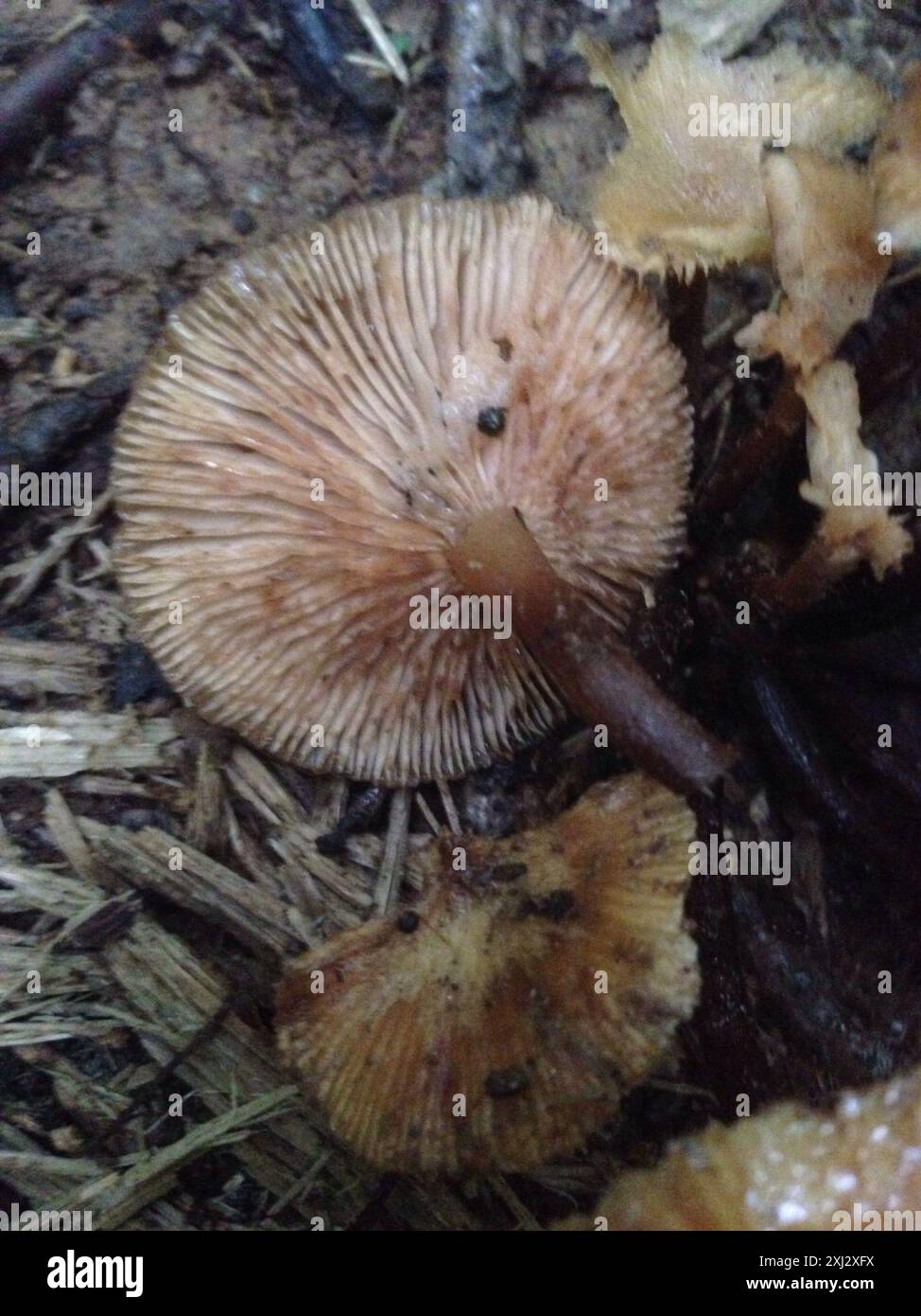 Basidiomycete Fungi (Basidiomycota) Fungi Stock Photo - Alamy