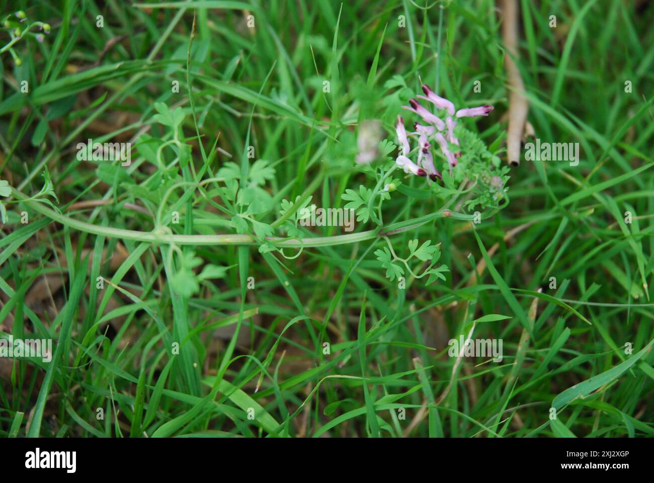 common ramping-fumitory (Fumaria muralis) Plantae Stock Photo - Alamy