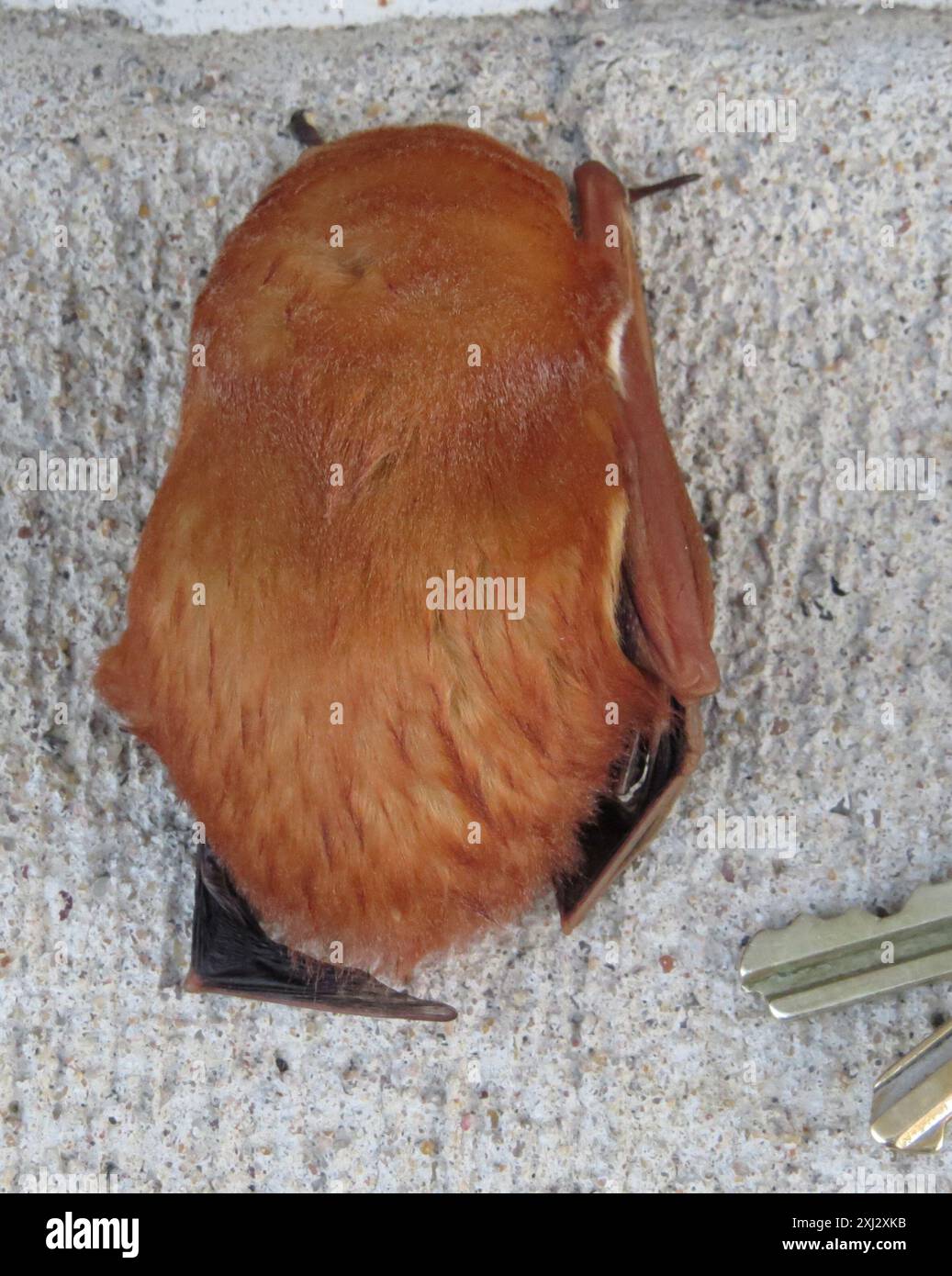 Eastern Red Bat (Lasiurus borealis) Mammalia Stock Photo - Alamy