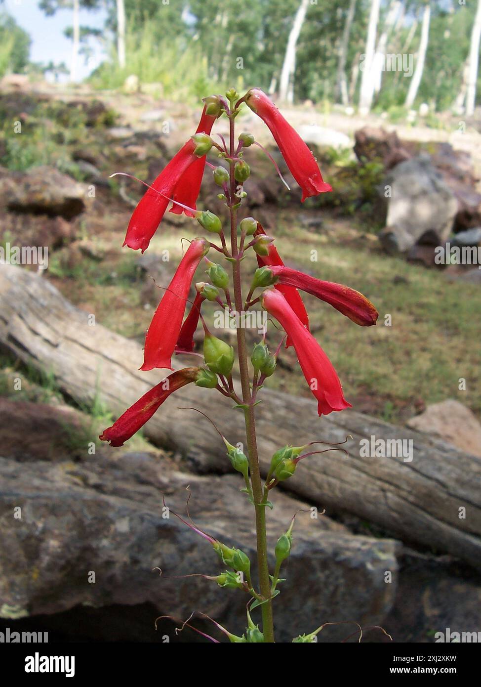 firecracker penstemon (Penstemon eatonii) Plantae Stock Photo - Alamy