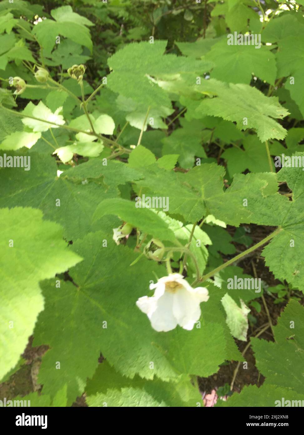 thimbleberry (Rubus parviflorus) Plantae Stock Photo - Alamy
