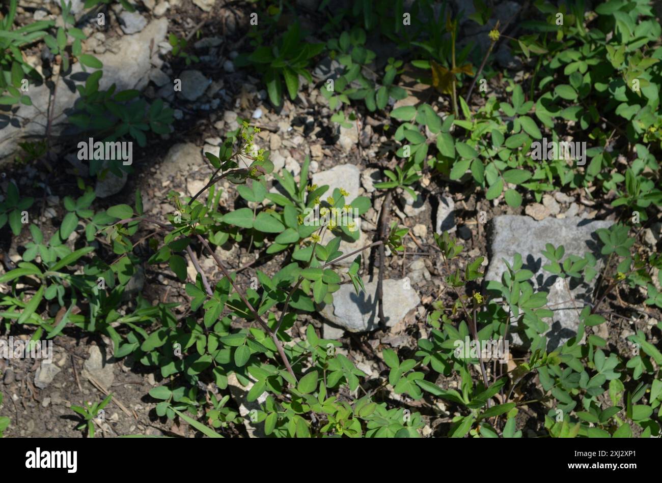 yellow pimpernel (Taenidia integerrima) Plantae Stock Photo - Alamy