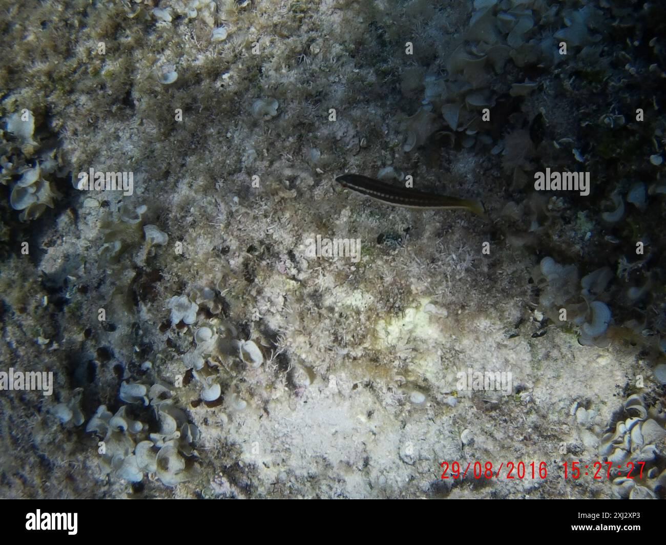 Mediterranean Rainbow Wrasse (Coris julis) Actinopterygii Stock Photo ...
