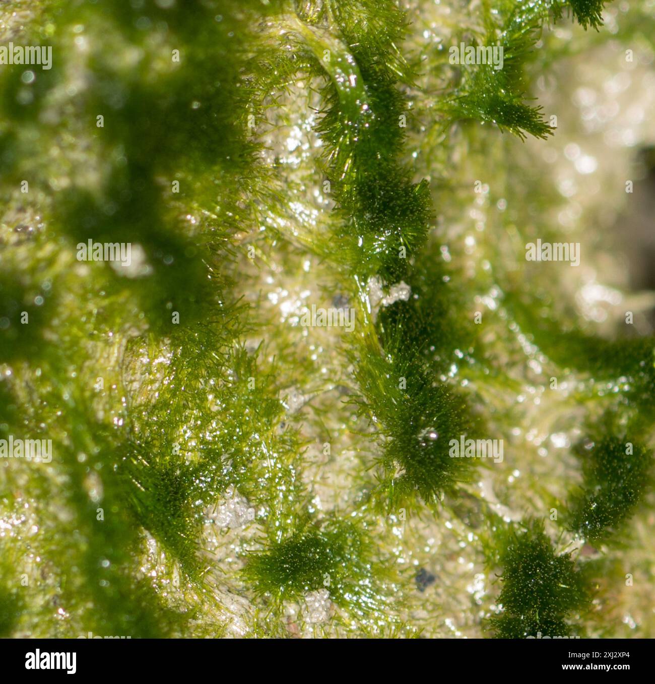 green algae (Chlorophyta) Plantae Stock Photo - Alamy