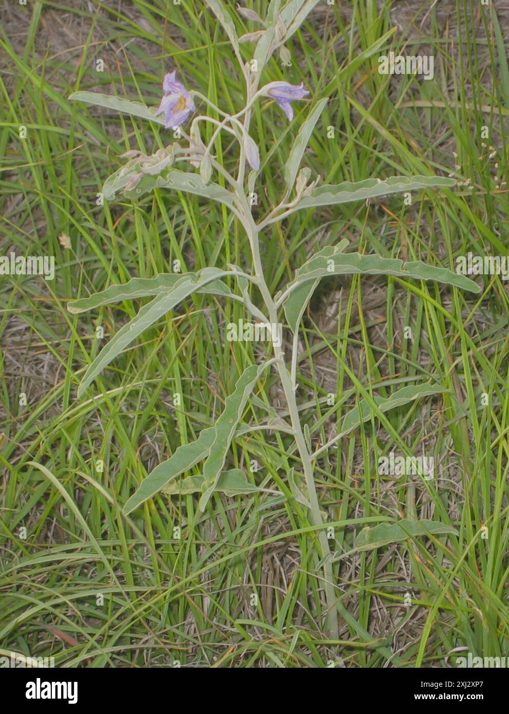 silverleaf nightshade (Solanum elaeagnifolium) Plantae Stock Photo - Alamy