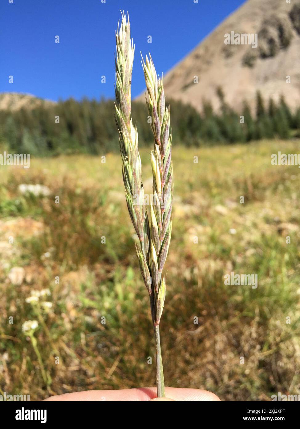 Wild Ryes and Wheatgrasses (Elymus) Plantae Stock Photo - Alamy