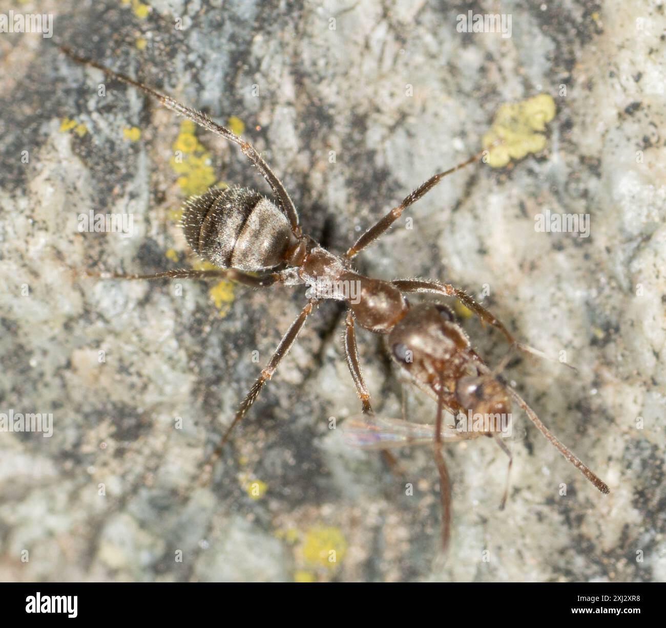 fusca-group Field Ants and Allies (Formica fusca) Insecta Stock Photo ...