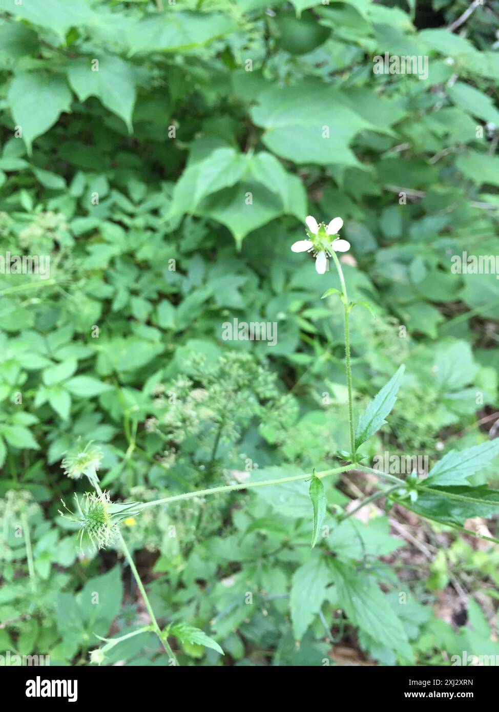 white avens (Geum canadense) Plantae Stock Photo - Alamy