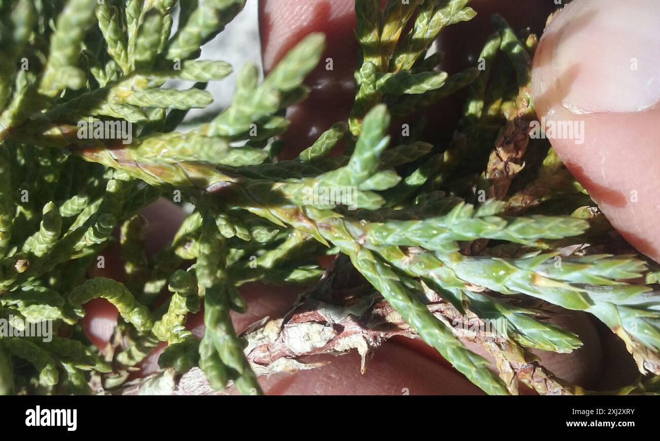 Sierra juniper (Juniperus grandis) Plantae Stock Photo - Alamy