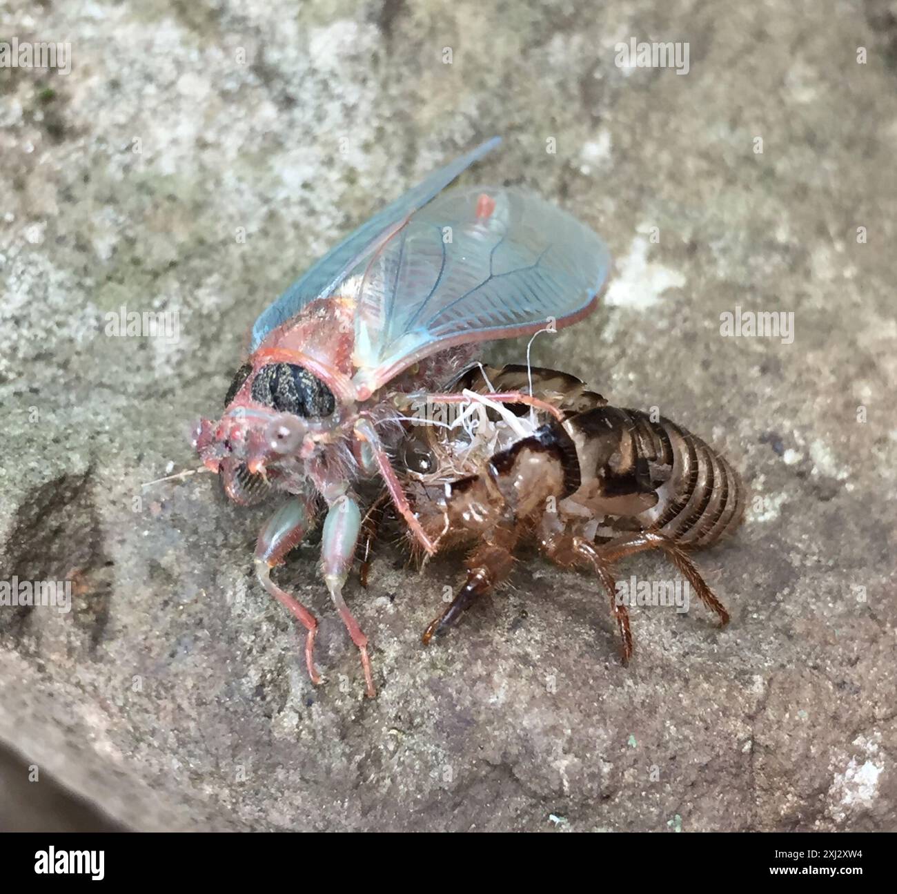 Typical Cicadas (Cicadidae) Insecta Stock Photo - Alamy