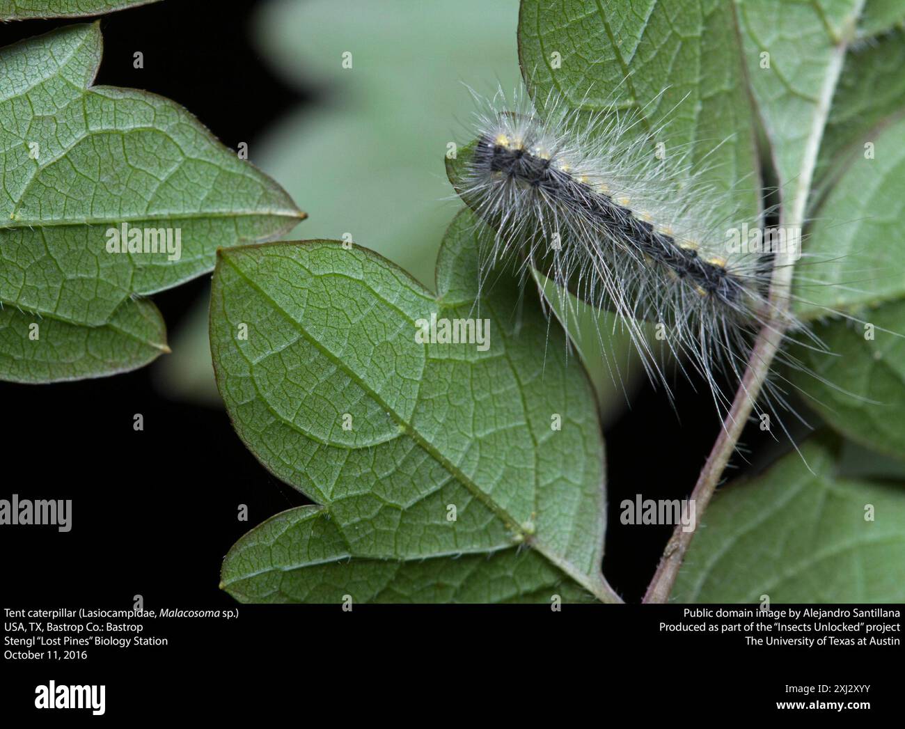 Fall Webworm Moth (Hyphantria cunea) Insecta Stock Photo - Alamy