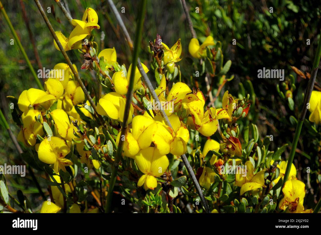 Mountain Honeybush (Cyclopia intermedia) Plantae Stock Photo - Alamy