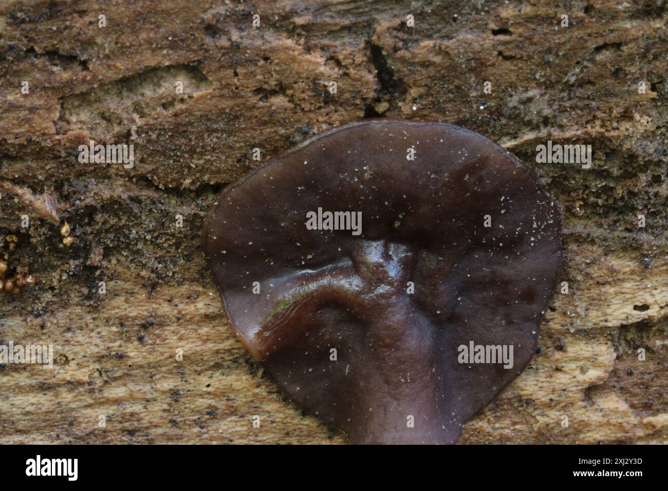 Copper Penny Fungus (Pachyella clypeata) Fungi Stock Photo - Alamy
