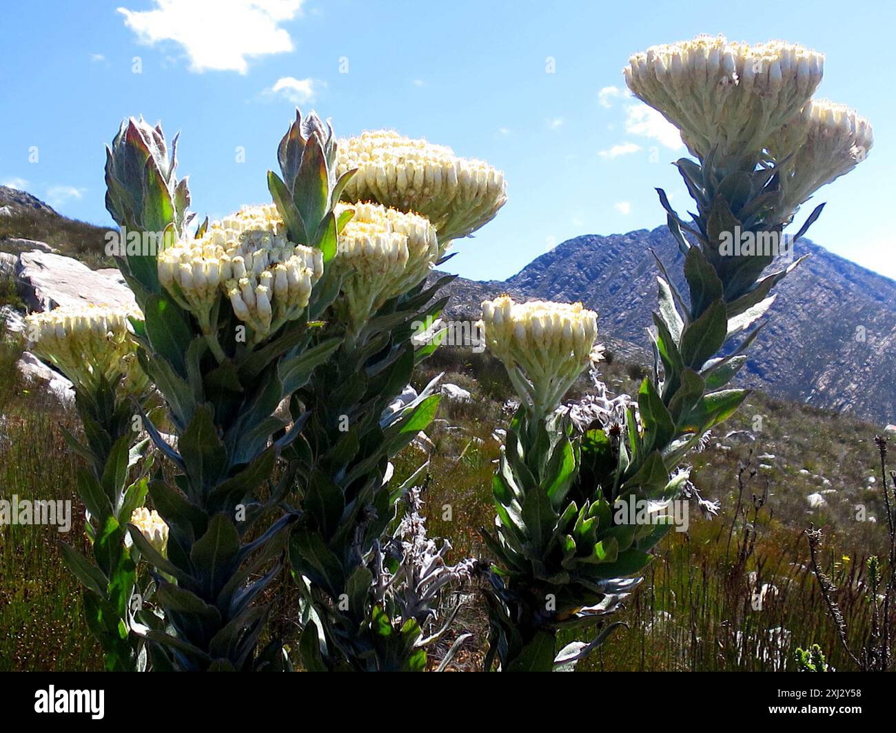 Button Sewejaartjie (Syncarpha milleflora) Plantae Stock Photo - Alamy