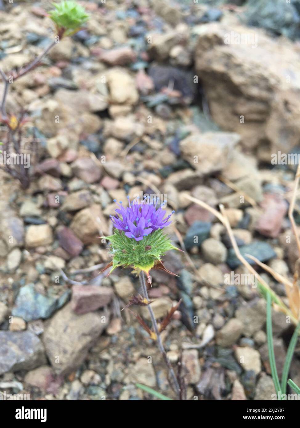 Calistoga Pincushionplant (Navarretia heterodoxa) Plantae Stock Photo ...