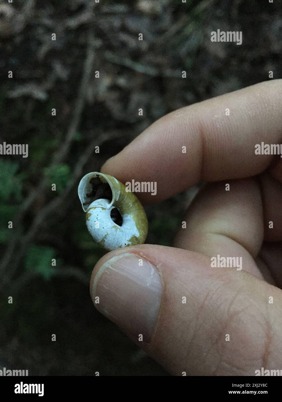 Lancetooth hi-res stock photography and images - Alamy