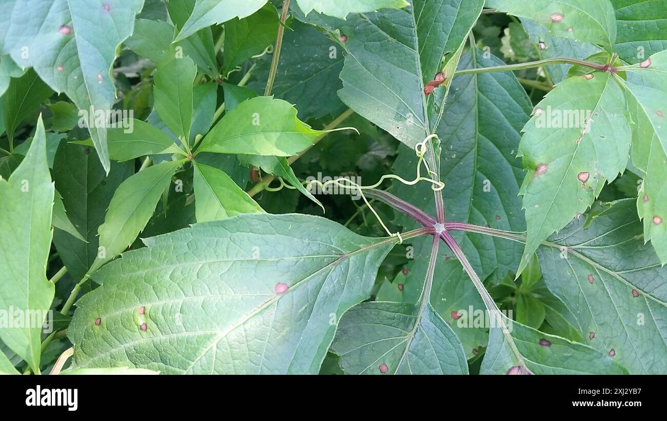 thicket creeper (Parthenocissus inserta) Plantae Stock Photo - Alamy