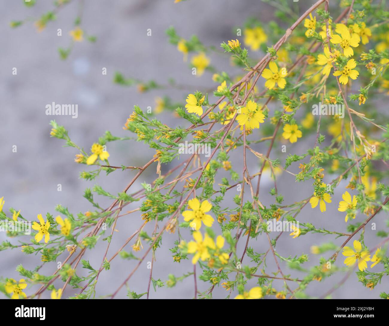 Clustered Tarweed (Deinandra fasciculata) Plantae Stock Photo - Alamy