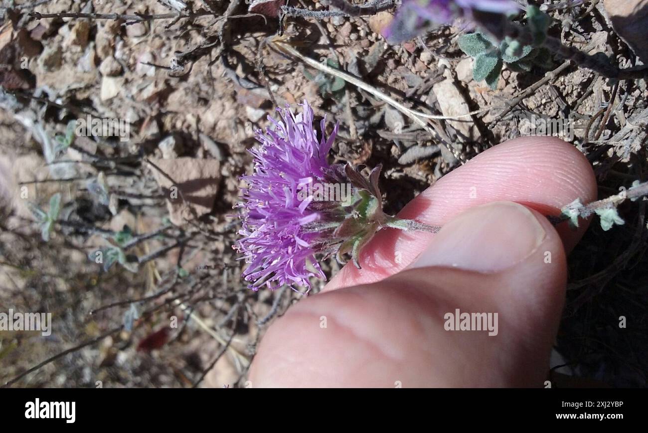 San Antonio Hills Monardella (Monardella villosa villosa) Plantae Stock ...