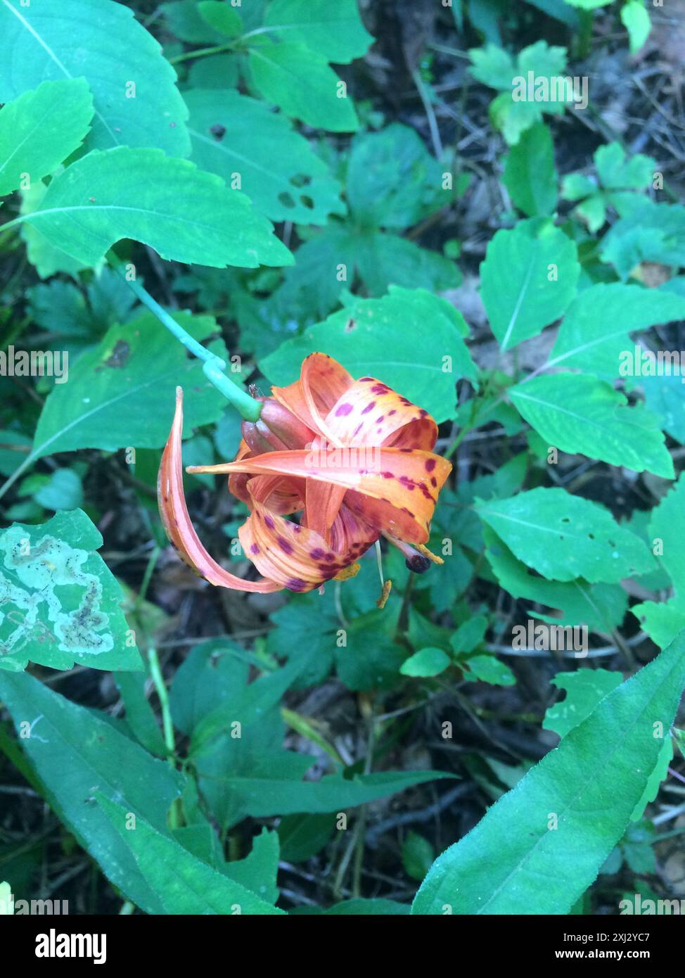 Michigan lily (Lilium michiganense) Plantae Stock Photo - Alamy