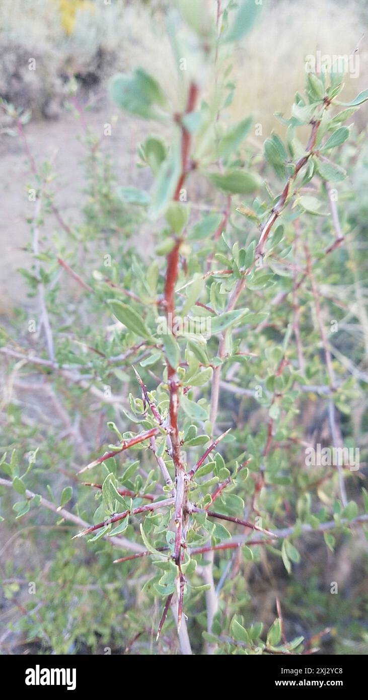 Desert Peach (Prunus andersonii) Plantae Stock Photo - Alamy