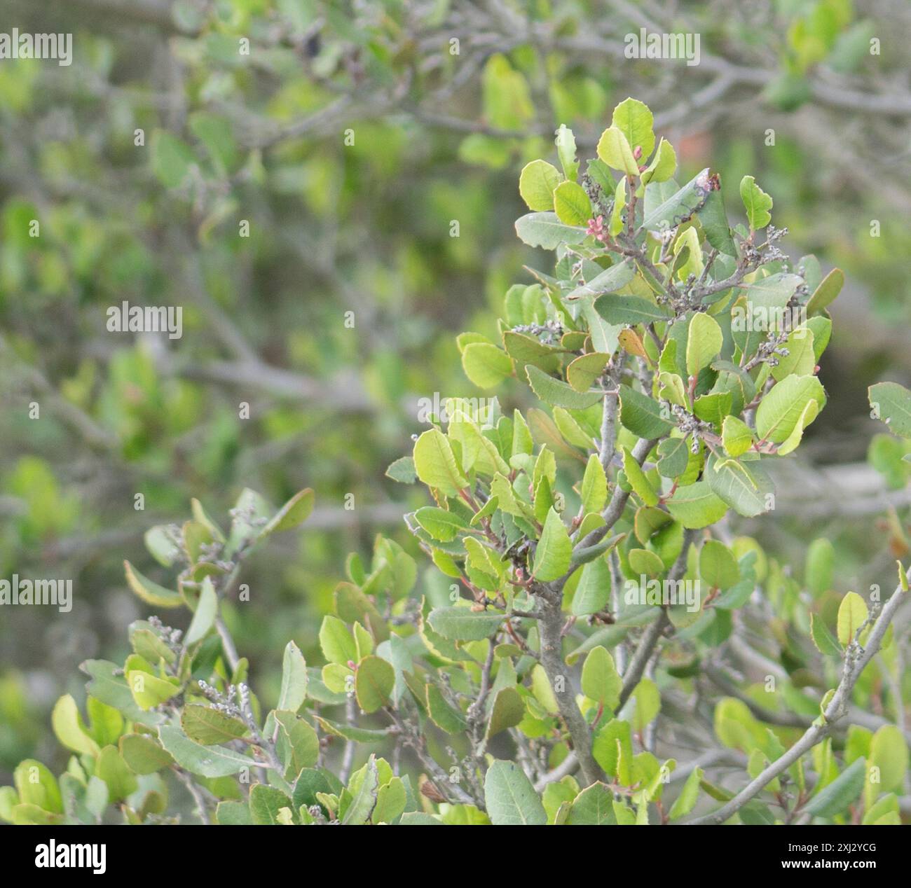 lemonade berry (Rhus integrifolia) Plantae Stock Photo - Alamy