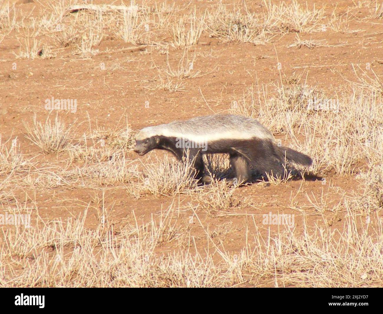 Cape ratel hi-res stock photography and images - Alamy