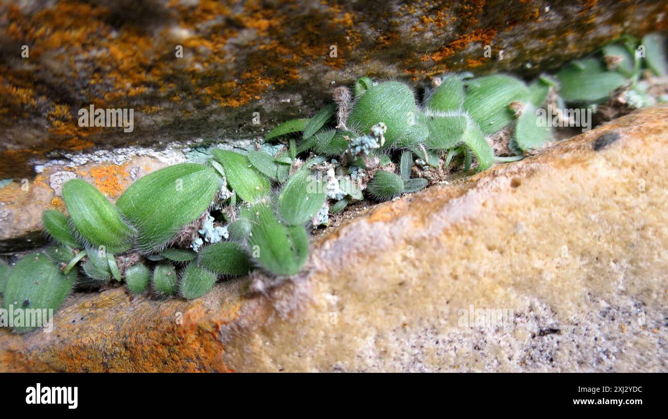 vascular plants (Tracheophyta) Plantae Stock Photo - Alamy