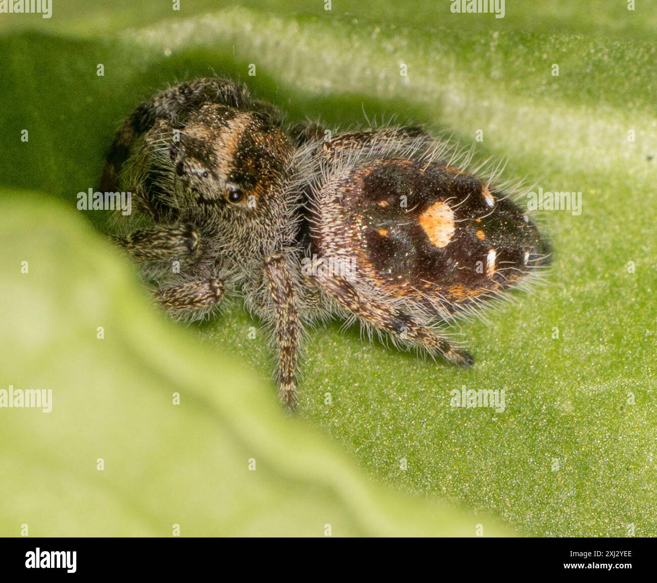 Bold Jumping Spider (Phidippus audax) Arachnida Stock Photo - Alamy