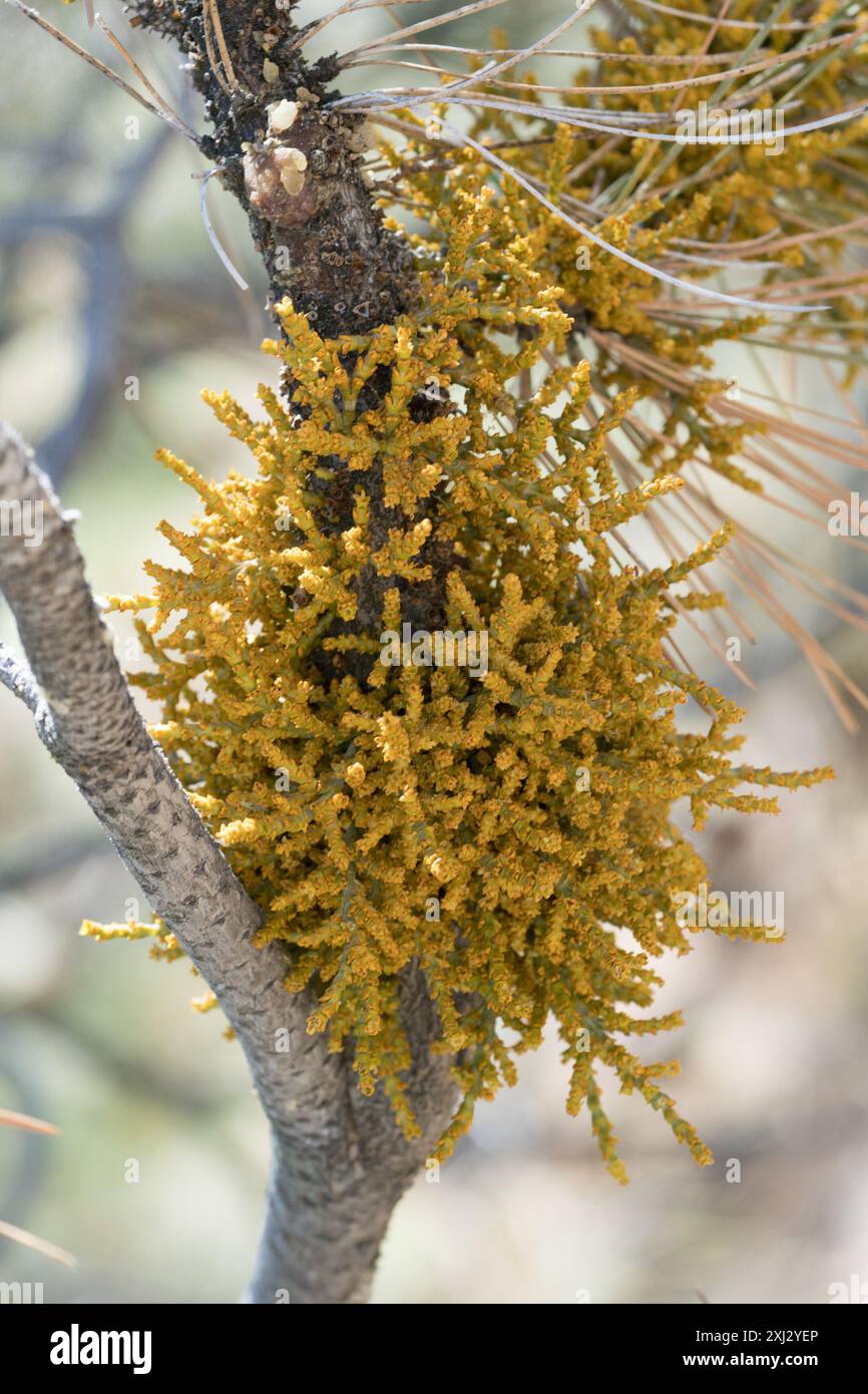 Western Dwarf-Mistletoe (Arceuthobium campylopodum) Plantae Stock Photo ...
