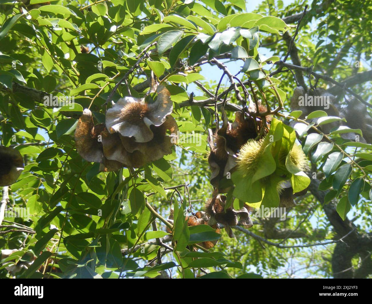 Pterocarpus angolensis hi-res stock photography and images - Alamy